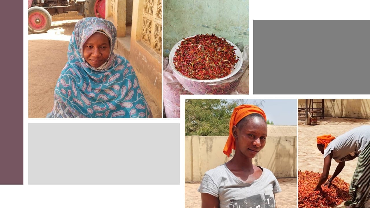 COL’s Chilli Pepper Value Chain initiative: Empowering farmers ...